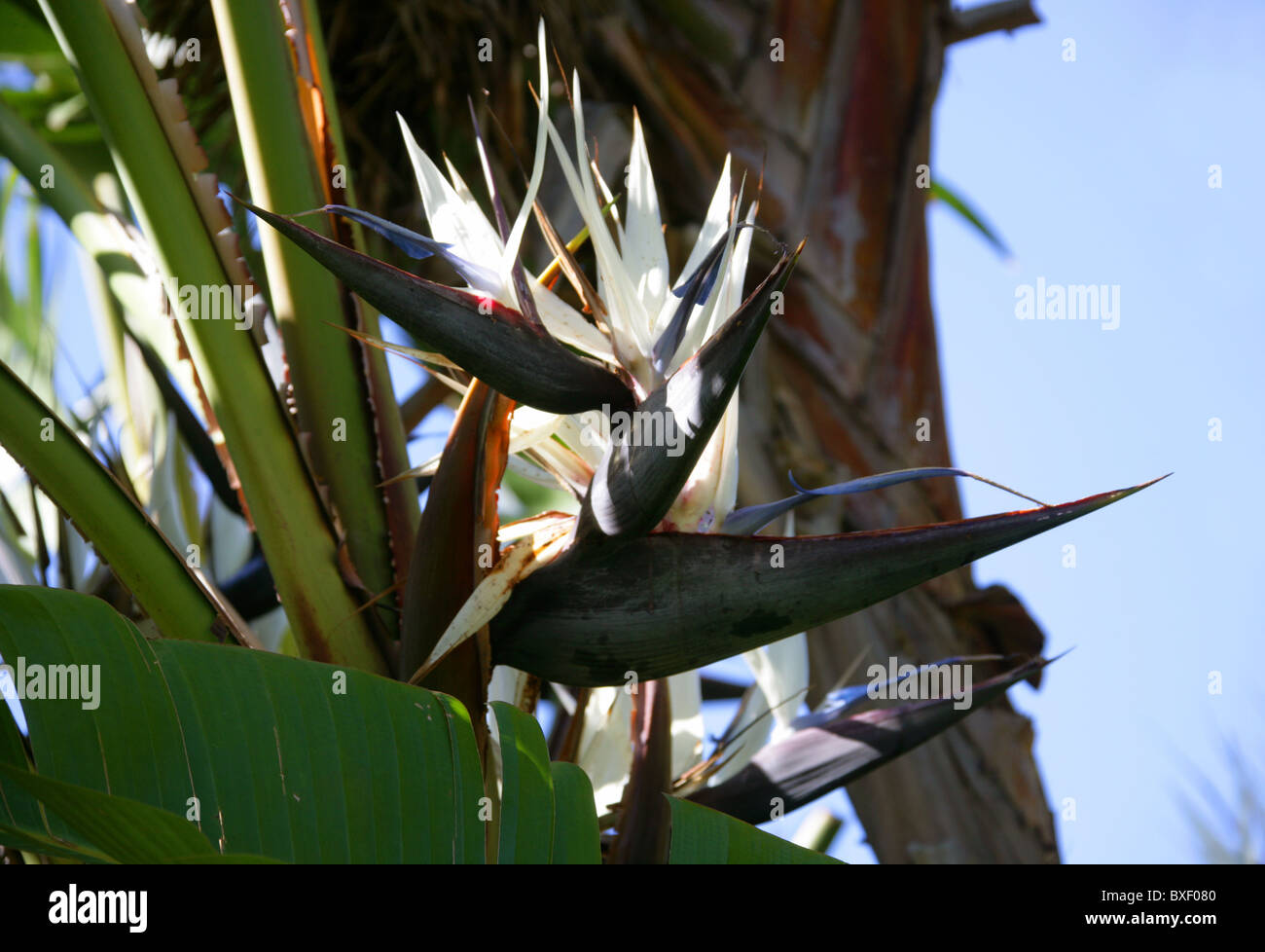 White Bird of Paradise, Strelitzia alba, Strelitziaceae. Western Cape ...