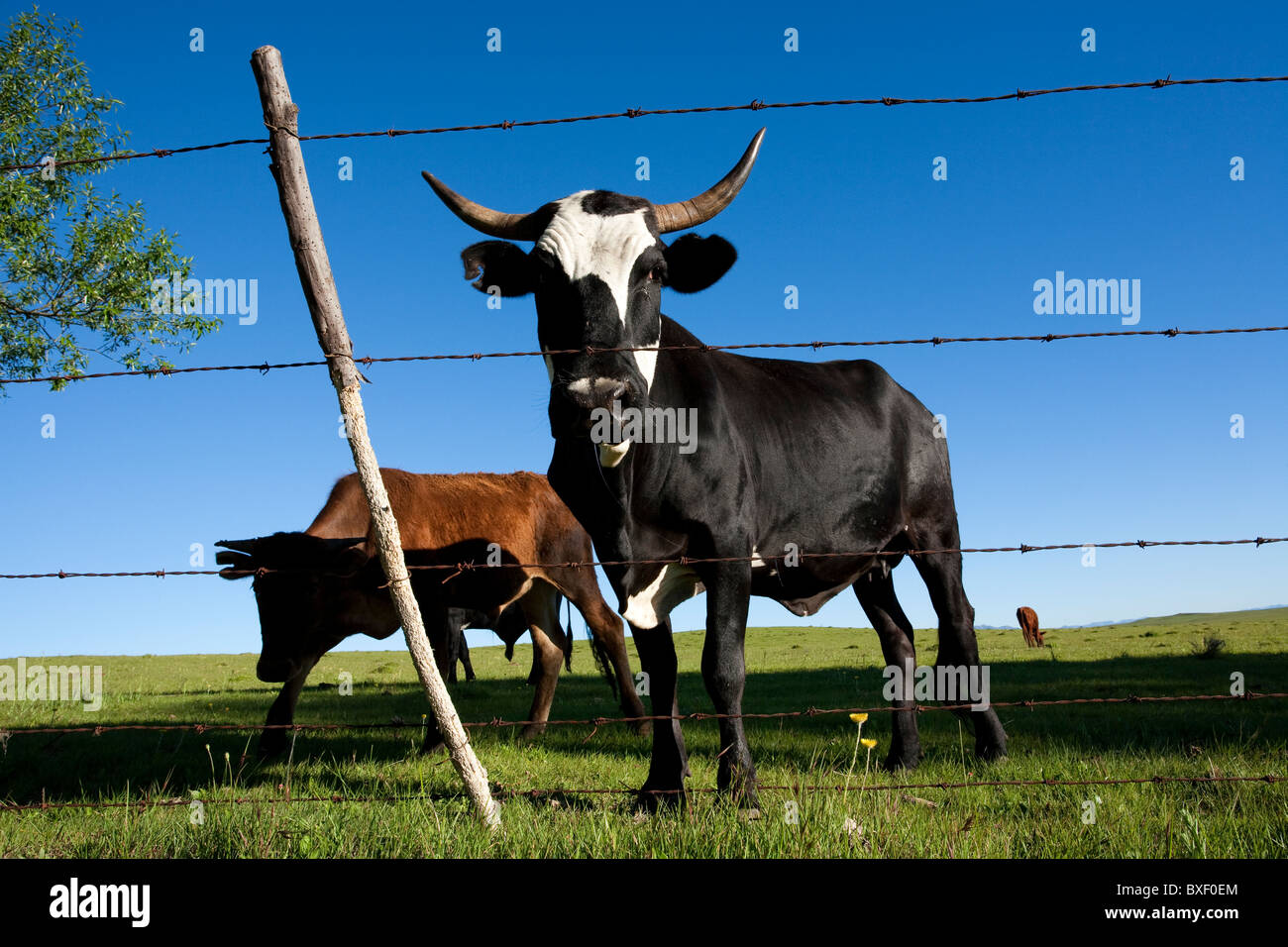 Sanga Cattle High Resolution Stock Photography and Images - Alamy
