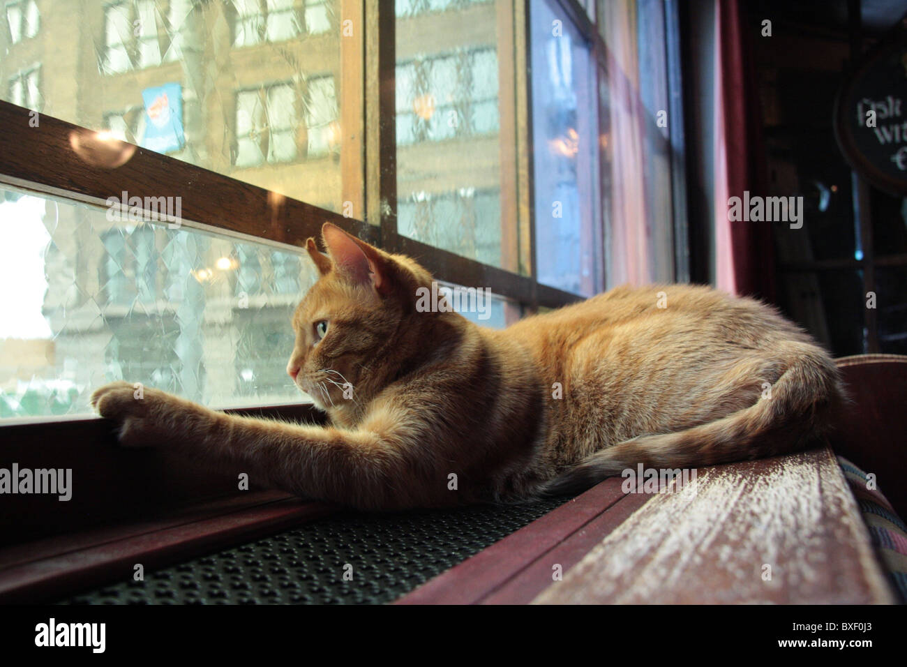 A cat at the window Stock Photo - Alamy