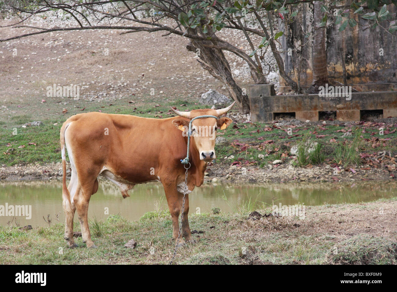 Cow herd stampede hi-res stock photography and images - Alamy