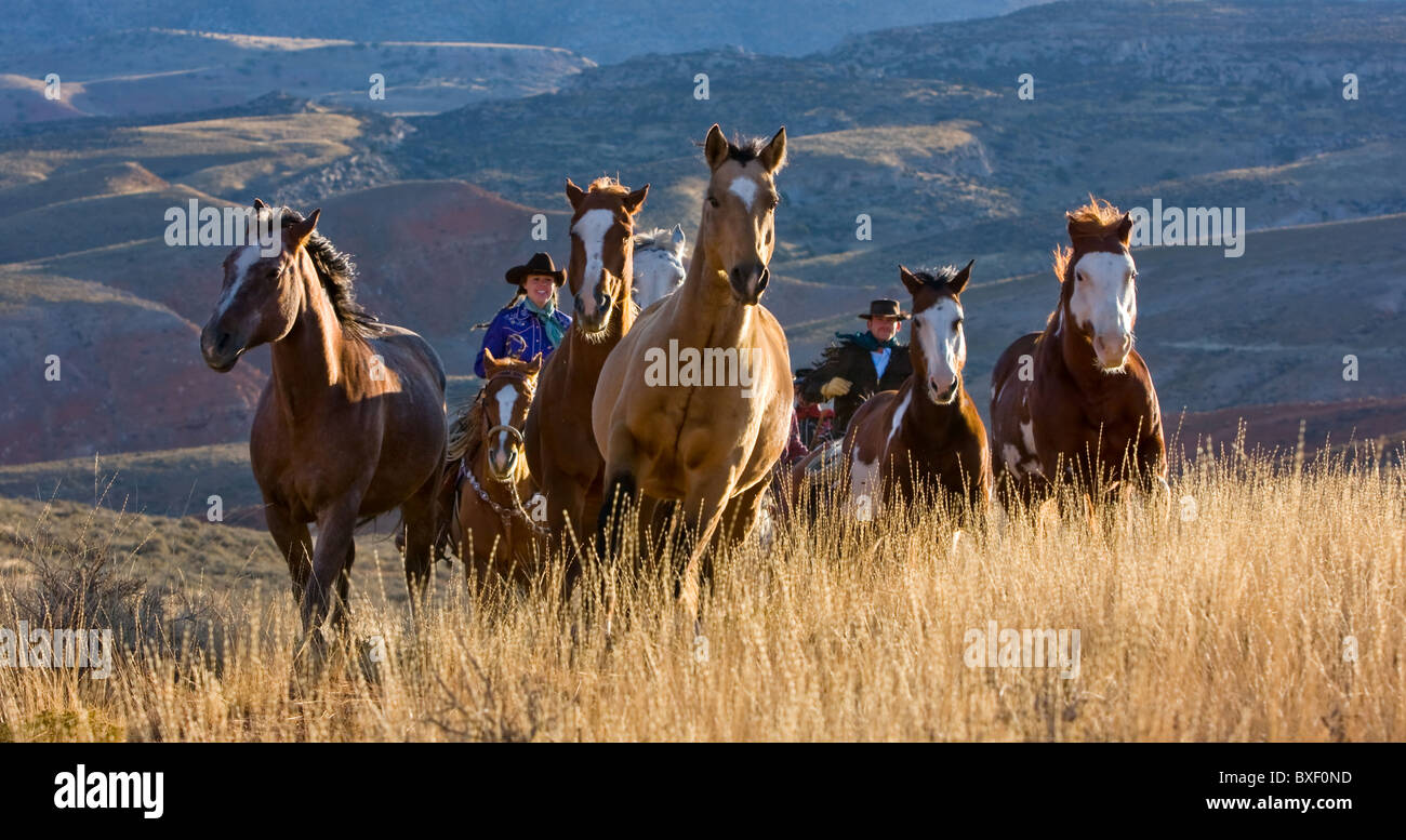 Cowboys rounding up horses Stock Photo - Alamy