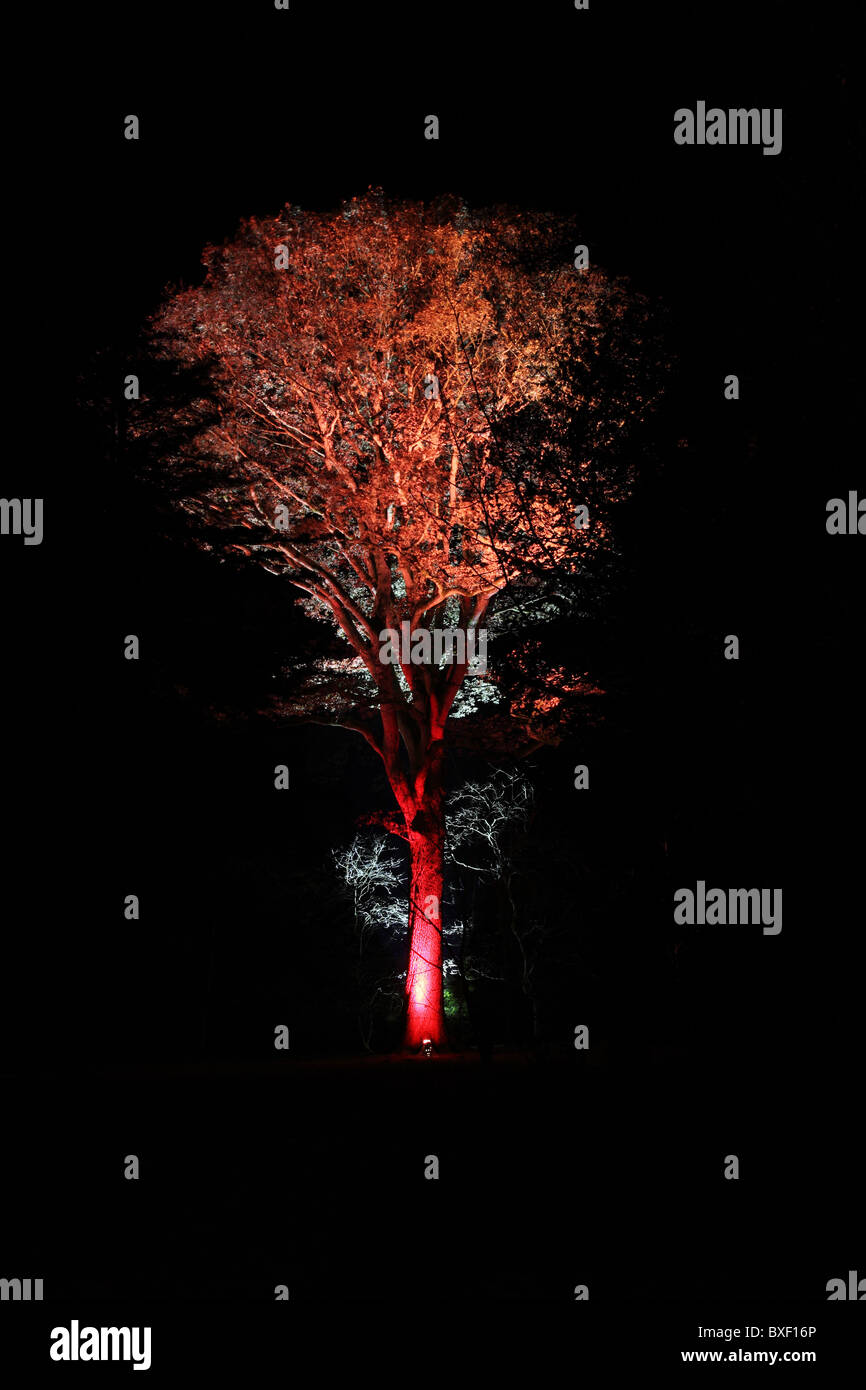 Enchanted tree hi-res stock photography and images - Alamy