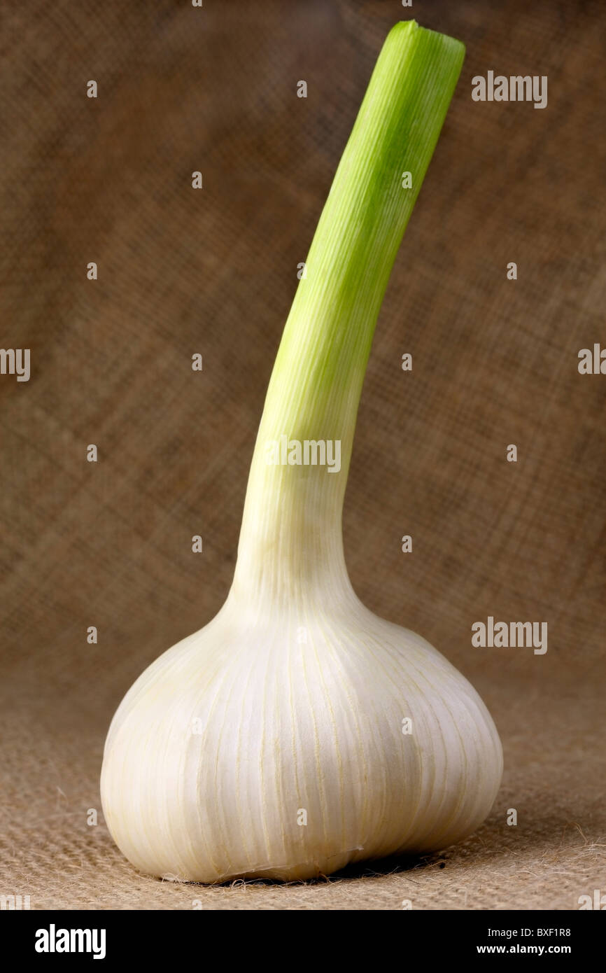 Garlic hi-res stock photography and images - Alamy