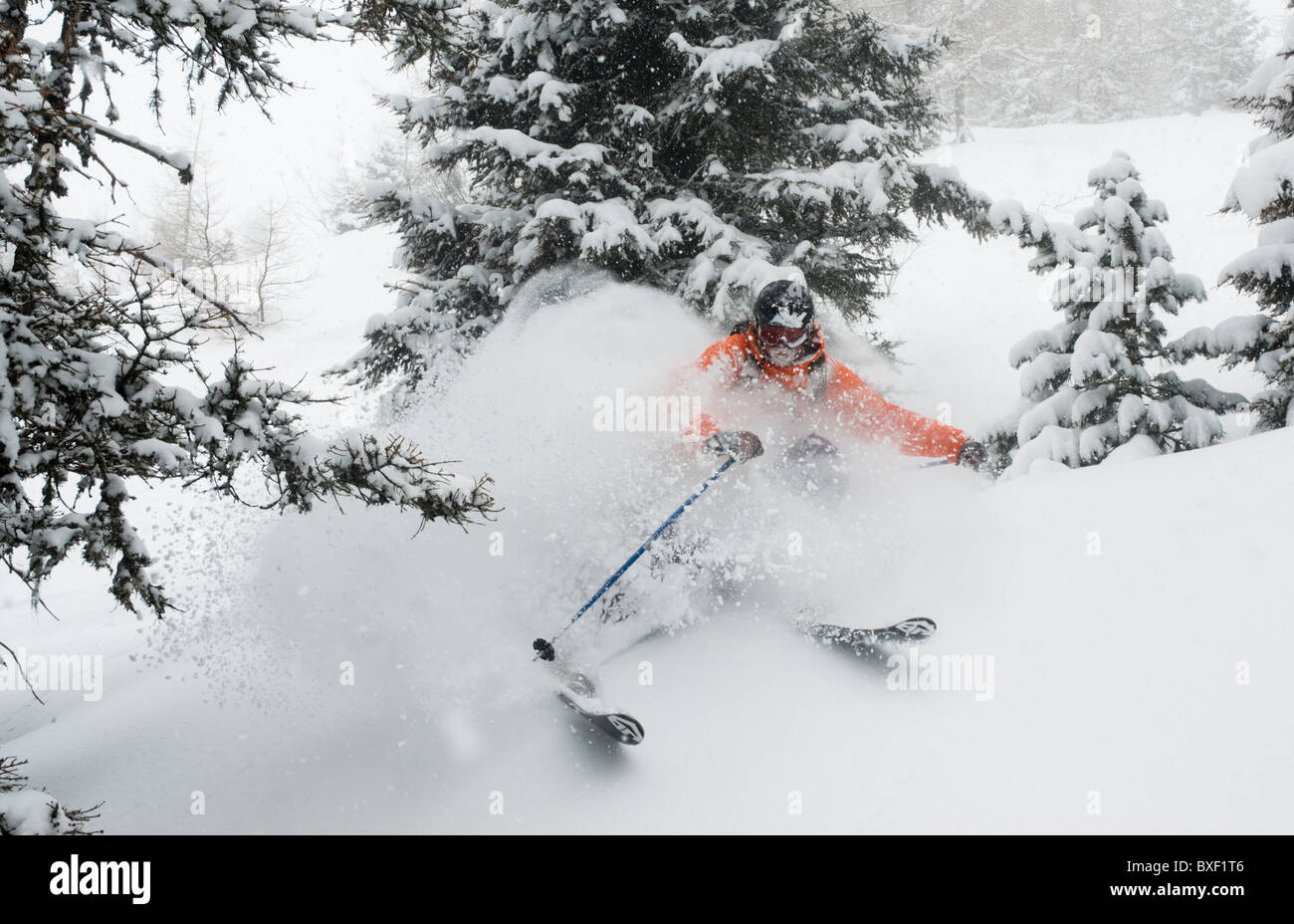 Free skier skiing in deep powder snow amid snowy trees in the forests ...