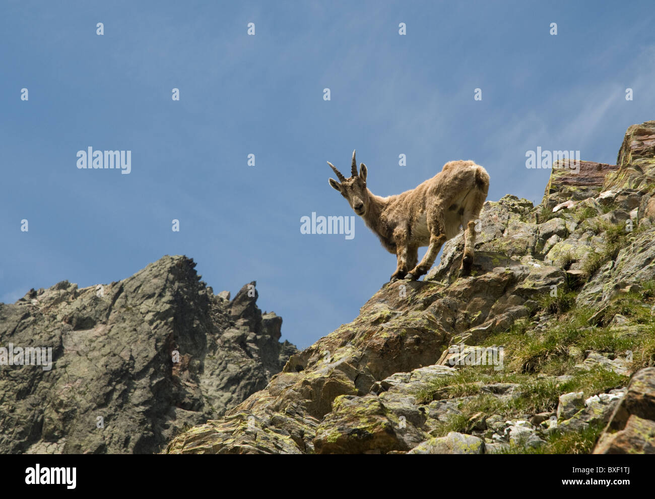 An alpine ibex climbing on rocks above Chamonix, France Stock Photo - Alamy