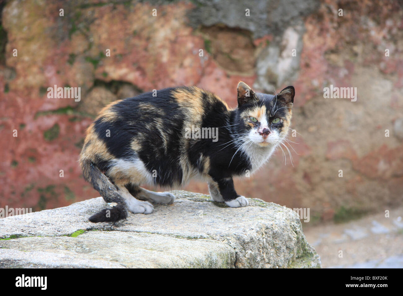 Cat in Portugal Stock Photo - Alamy