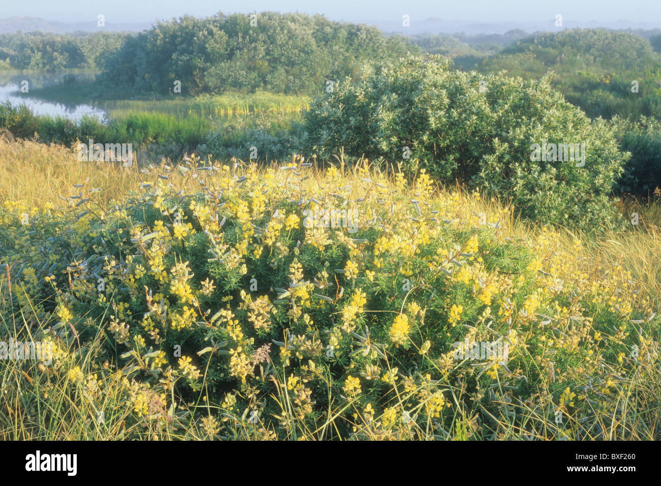 Coastal bush lupine hi-res stock photography and images - Alamy