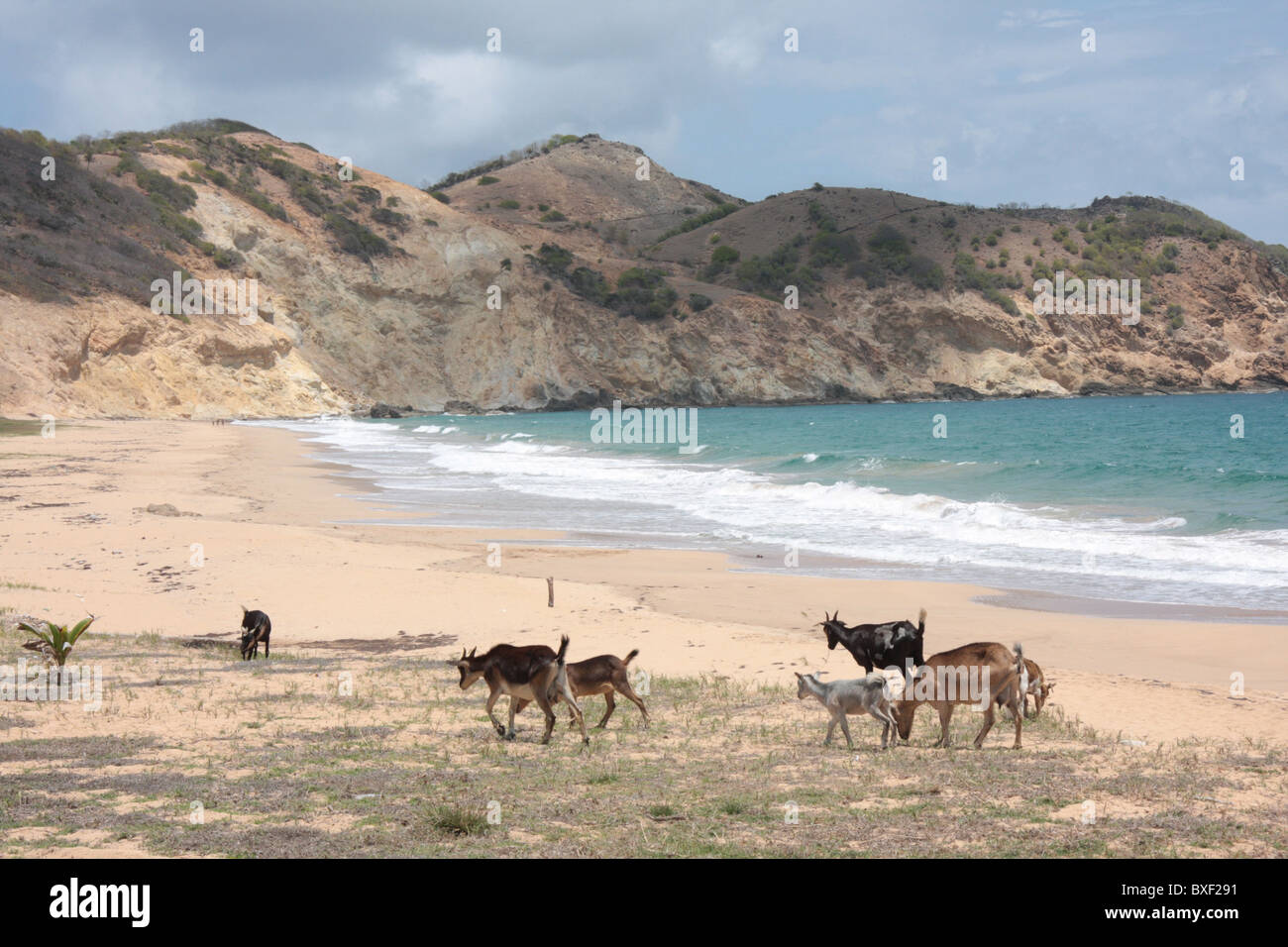 Goats in a beach of Guadeloupe Stock Photo - Alamy