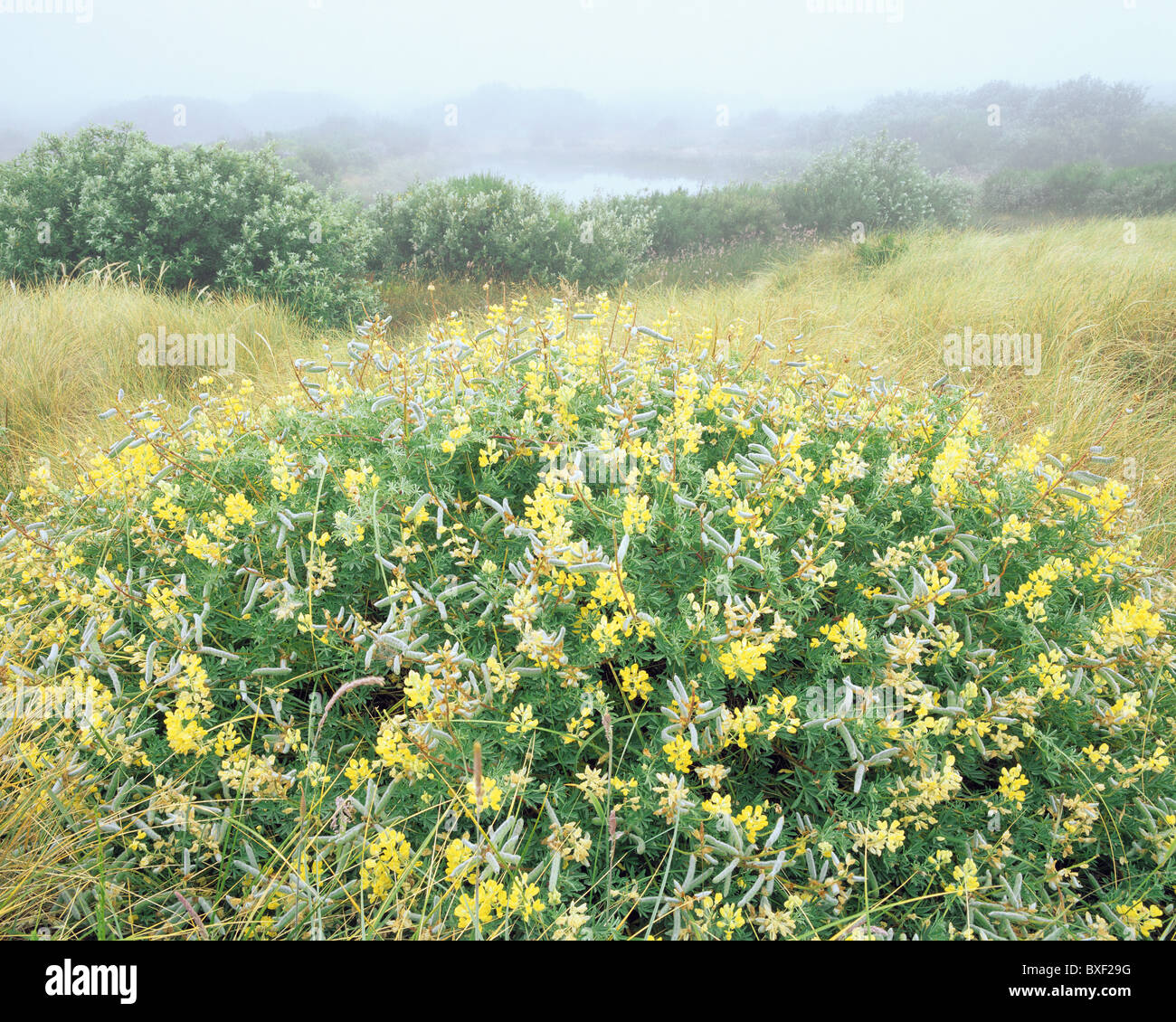 Coastal bush lupine hi-res stock photography and images - Alamy