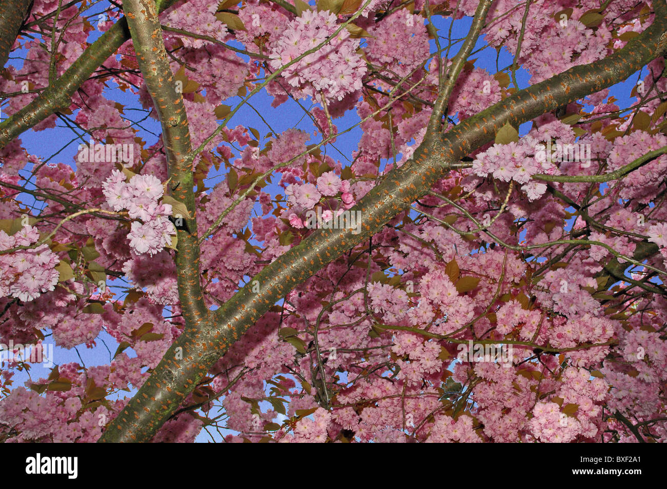 Cherry Blossom tree branch in full bloom Stock Photo - Alamy