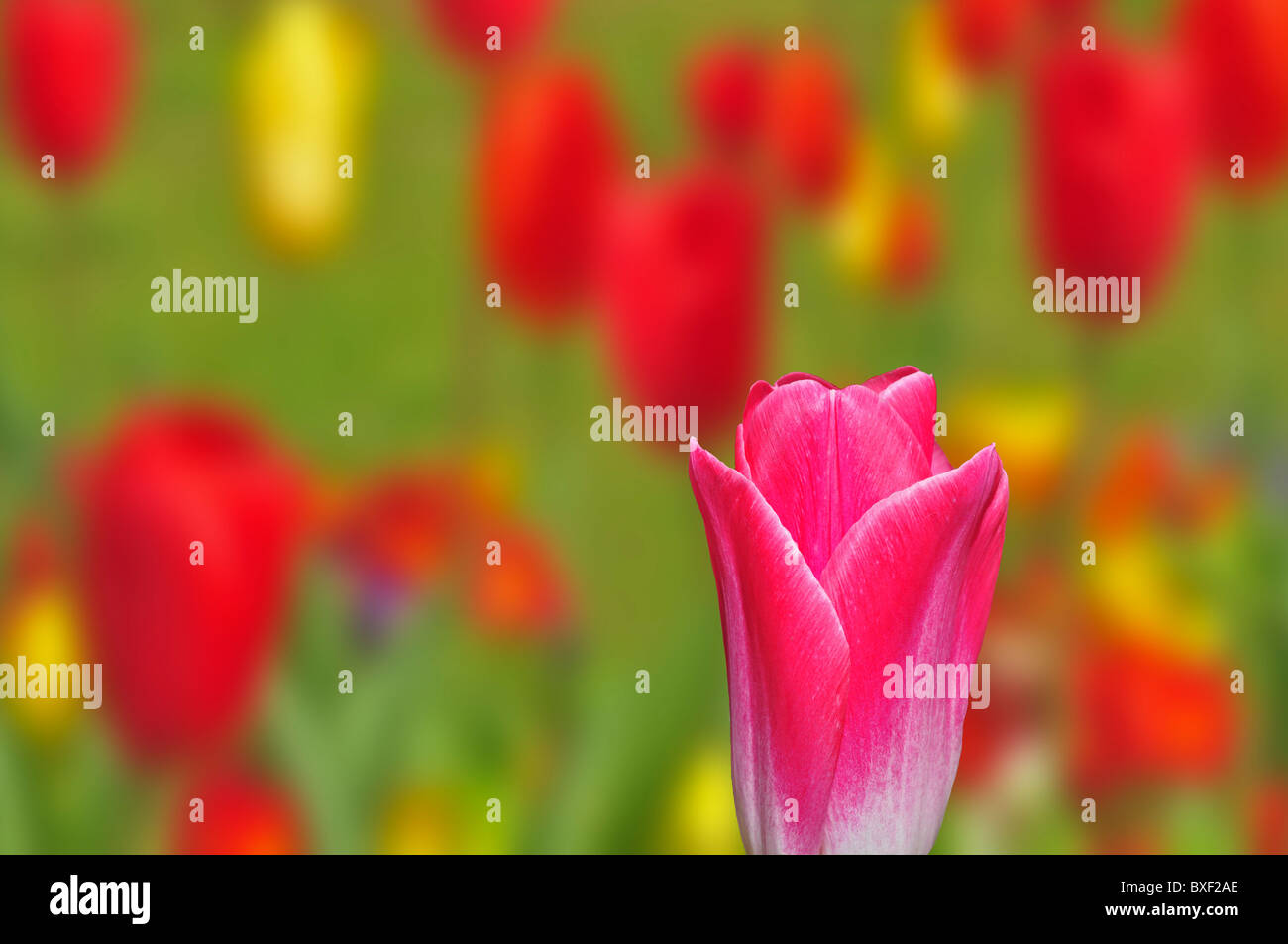 Rear of flower hi-res stock photography and images - Alamy