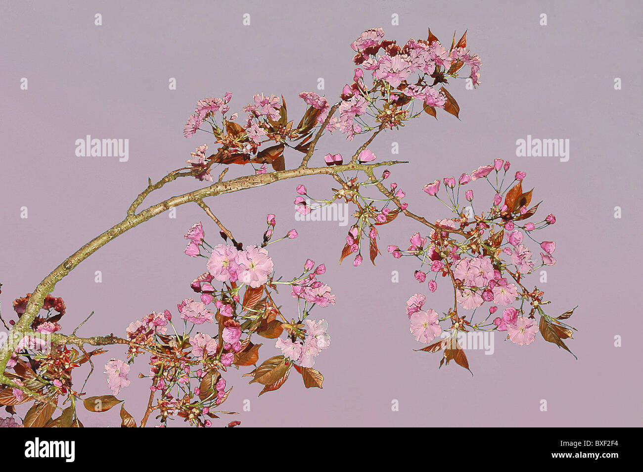 Cherry Blossom tree digitally altered in Photoshop Stock Photo - Alamy