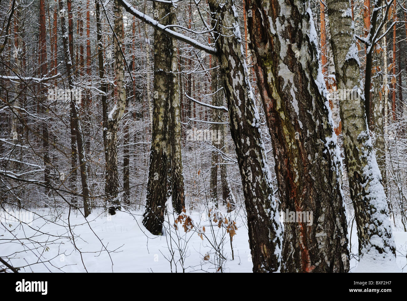 New forest common land hi-res stock photography and images - Alamy