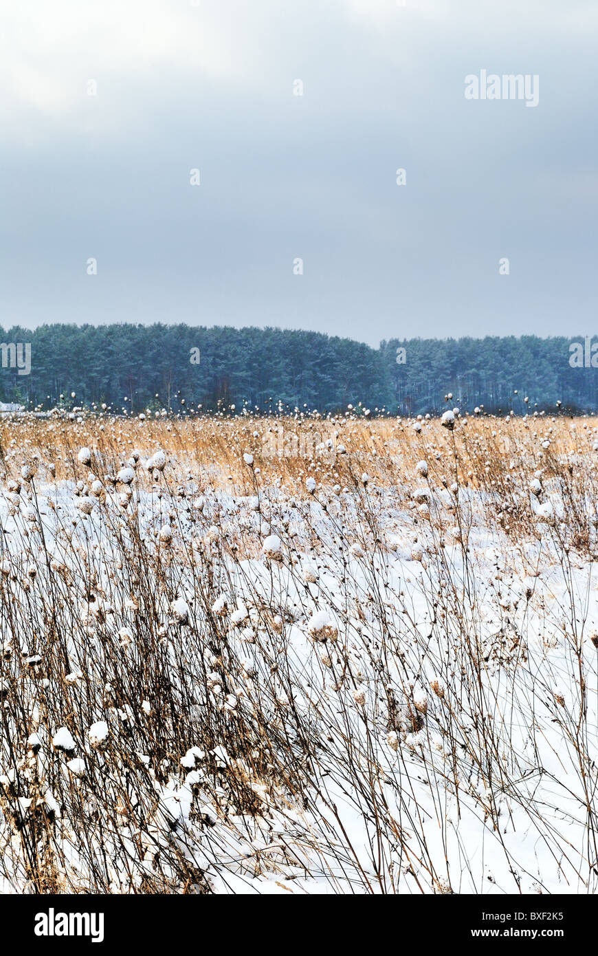 Winter landscape, Ukraine Stock Photo - Alamy