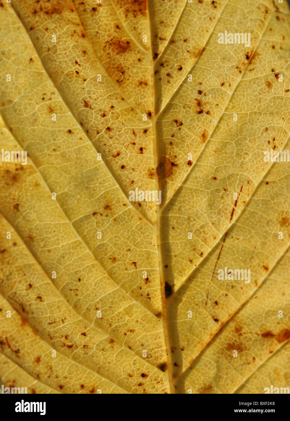 Hazel leaf hi-res stock photography and images - Alamy