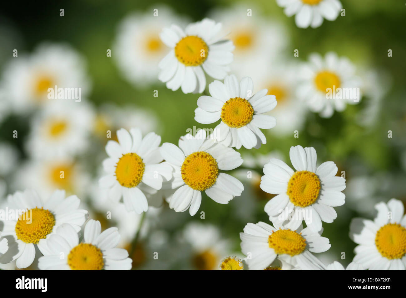 Group of Feverfew flowers in a garden Stock Photo - Alamy