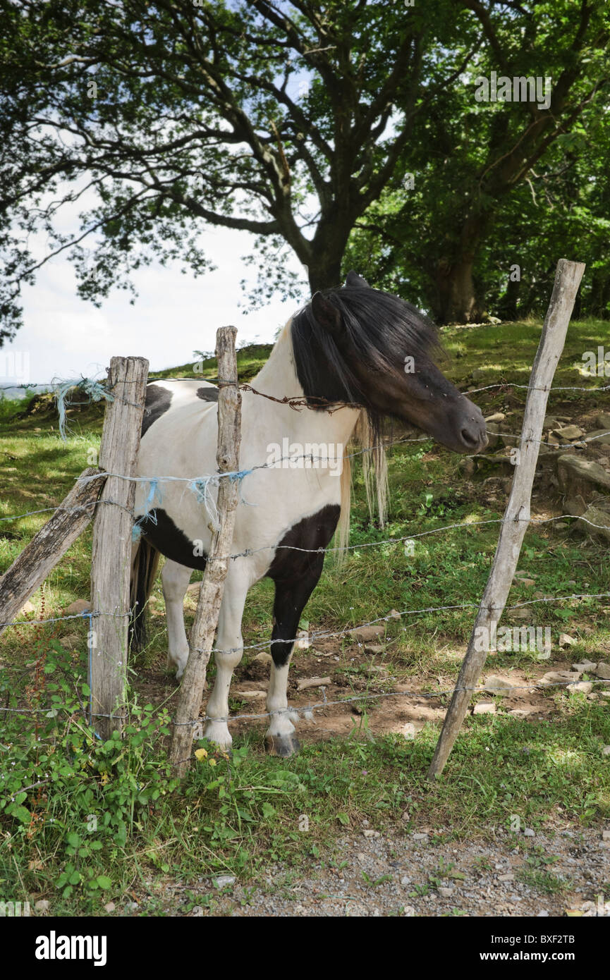 Pottok pony horse pottoks pony horses pottoka hi-res stock photography ...