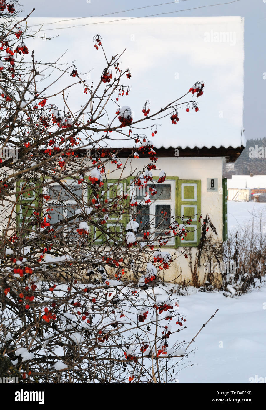 Winter countryside house with Guelder Rose bush in foreground, Ukraine ...