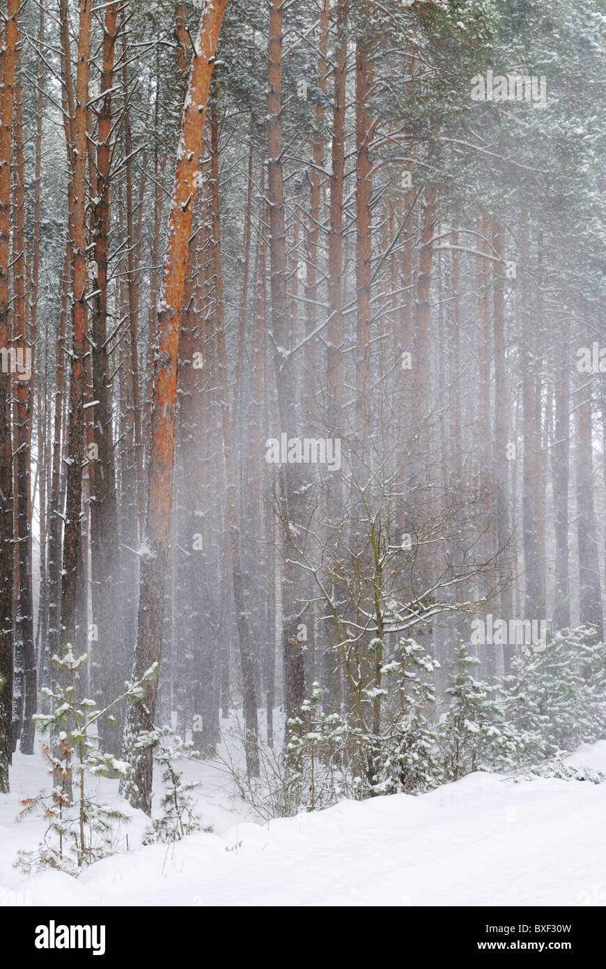 Snowfall in winter forest, Ukraine Stock Photo - Alamy