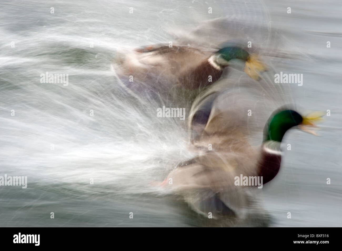 Mallard duck chase hi-res stock photography and images - Alamy