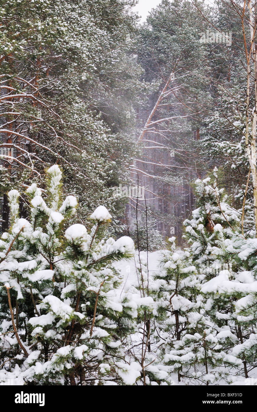 Snowy forest in winter, Ukraine Stock Photo - Alamy