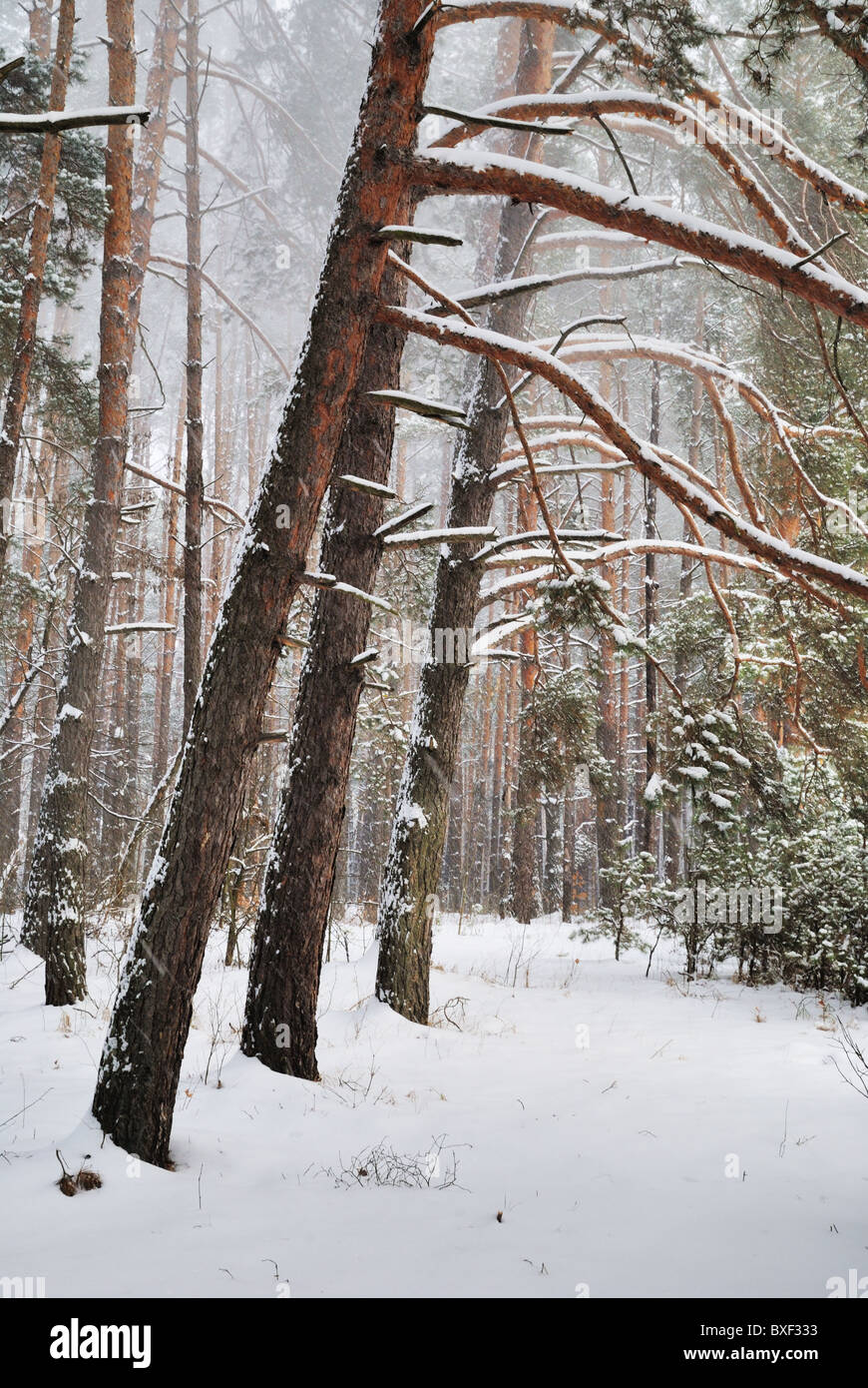 Winter forest during snowfall, Ukraine Stock Photo - Alamy