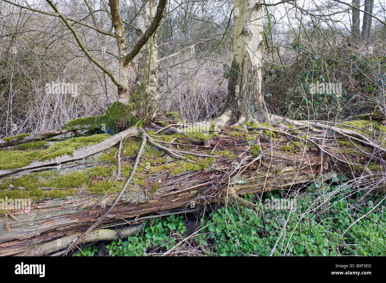 Silver birch trees hi-res stock photography and images - Alamy