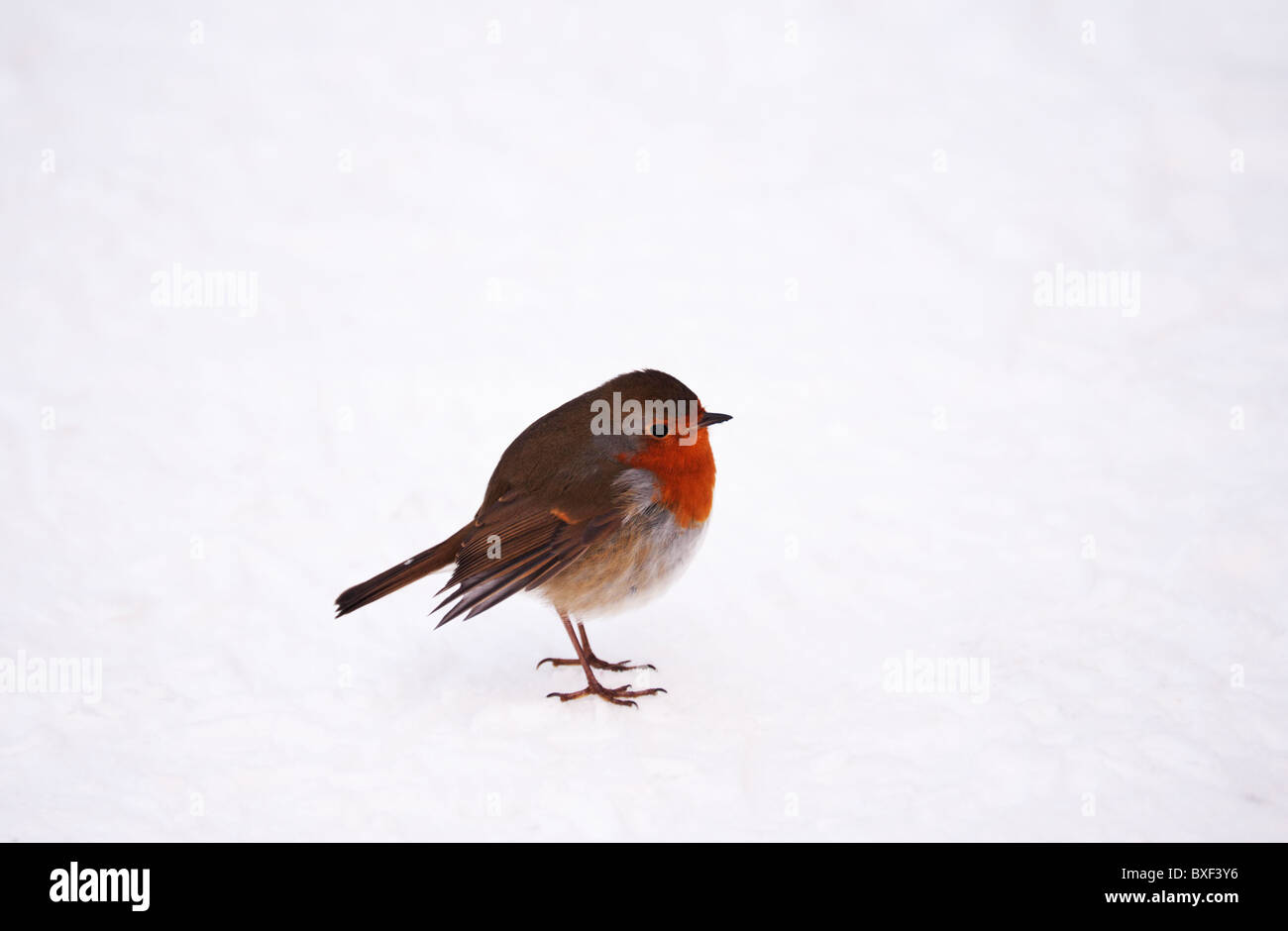European robin (Erithacus rubecula) puffs up its feathers in the pure ...
