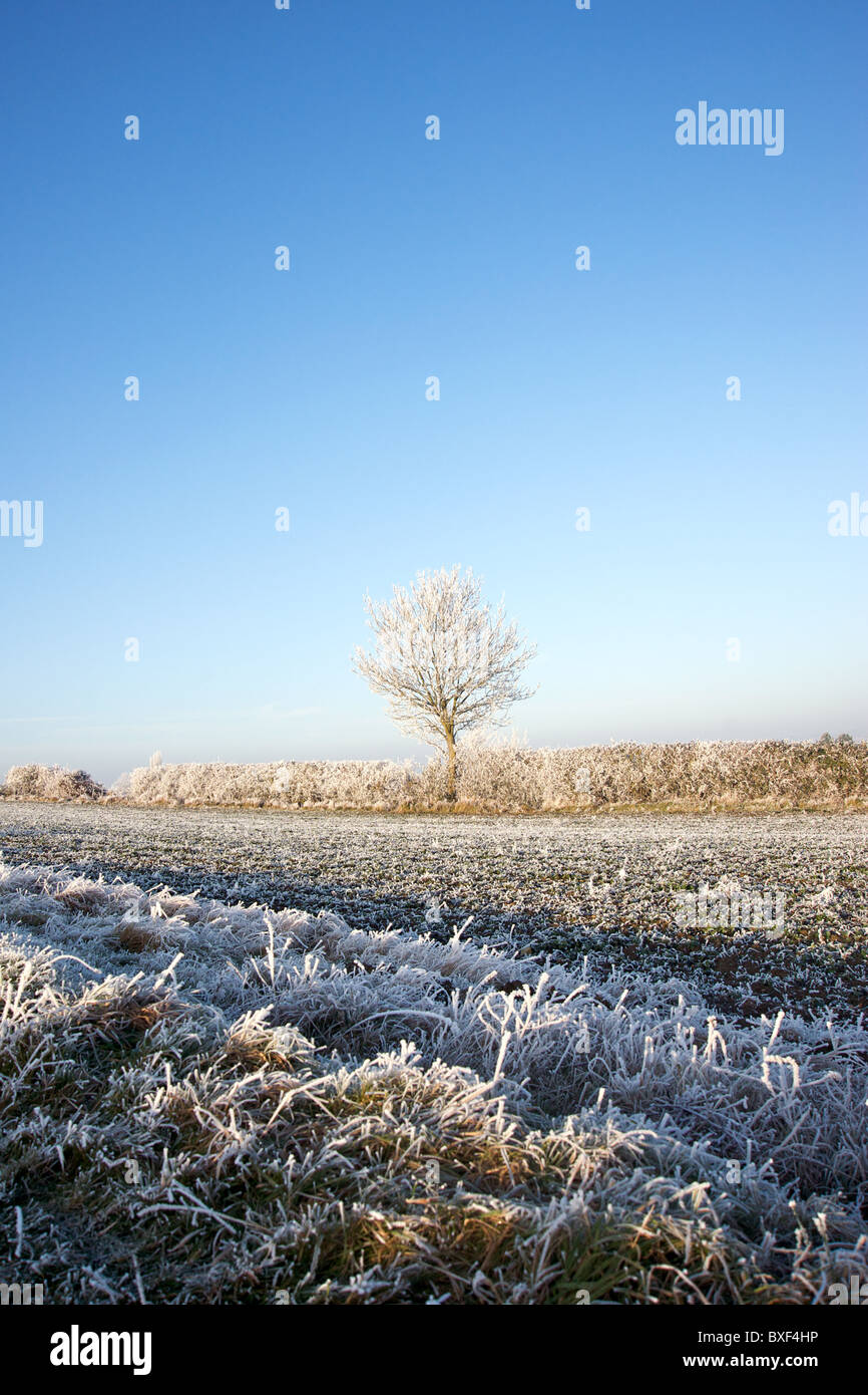 Single tree with hoar frost hi-res stock photography and images - Alamy