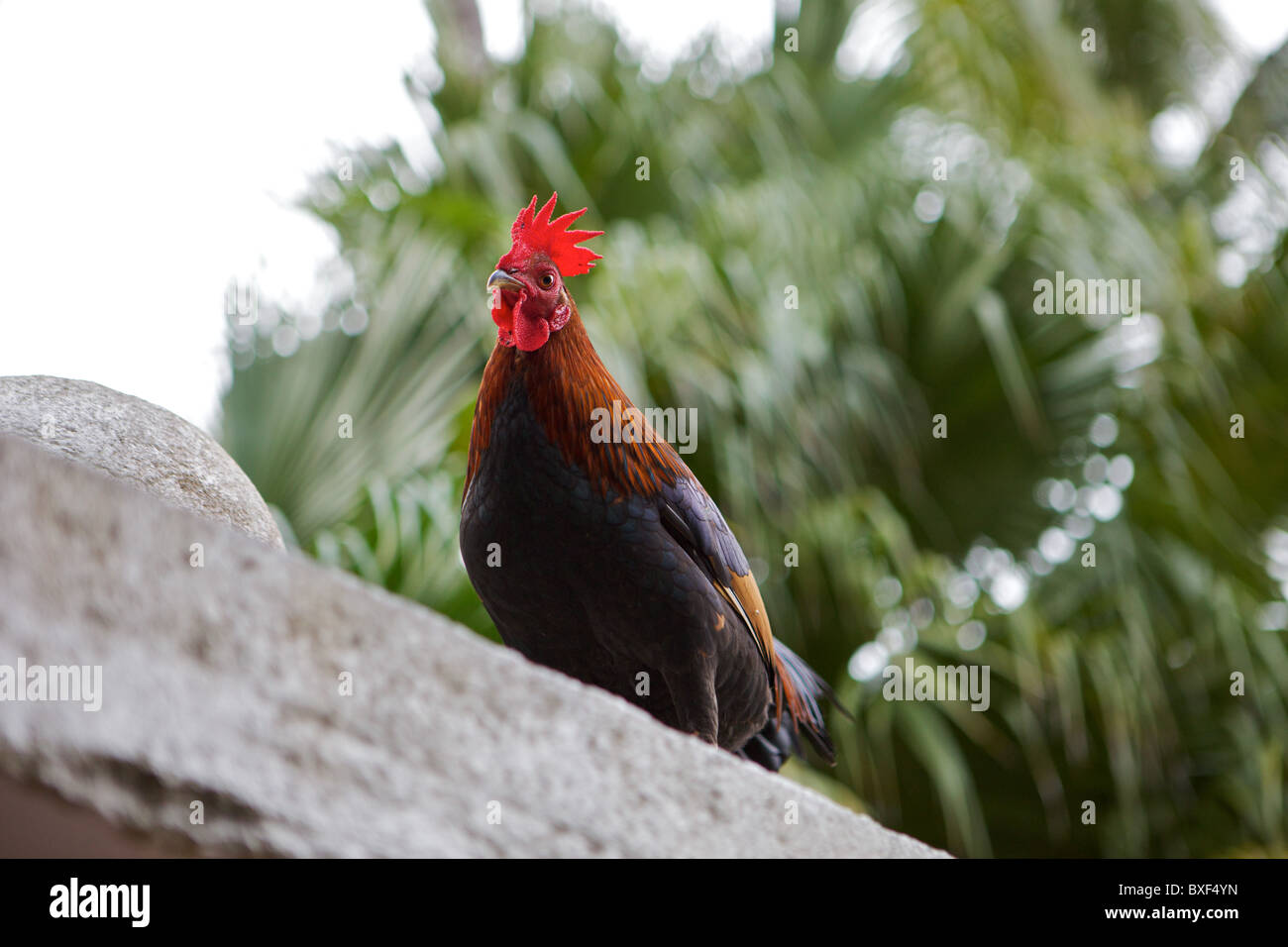 Key West Rooster Stock Photo - Alamy