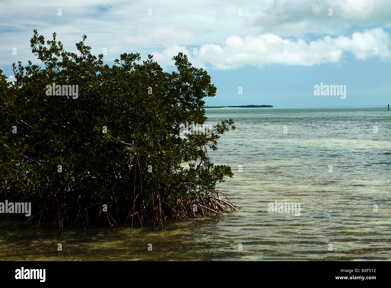 Mangrovesin Key West, Florida, USA Stock Photo - Alamy