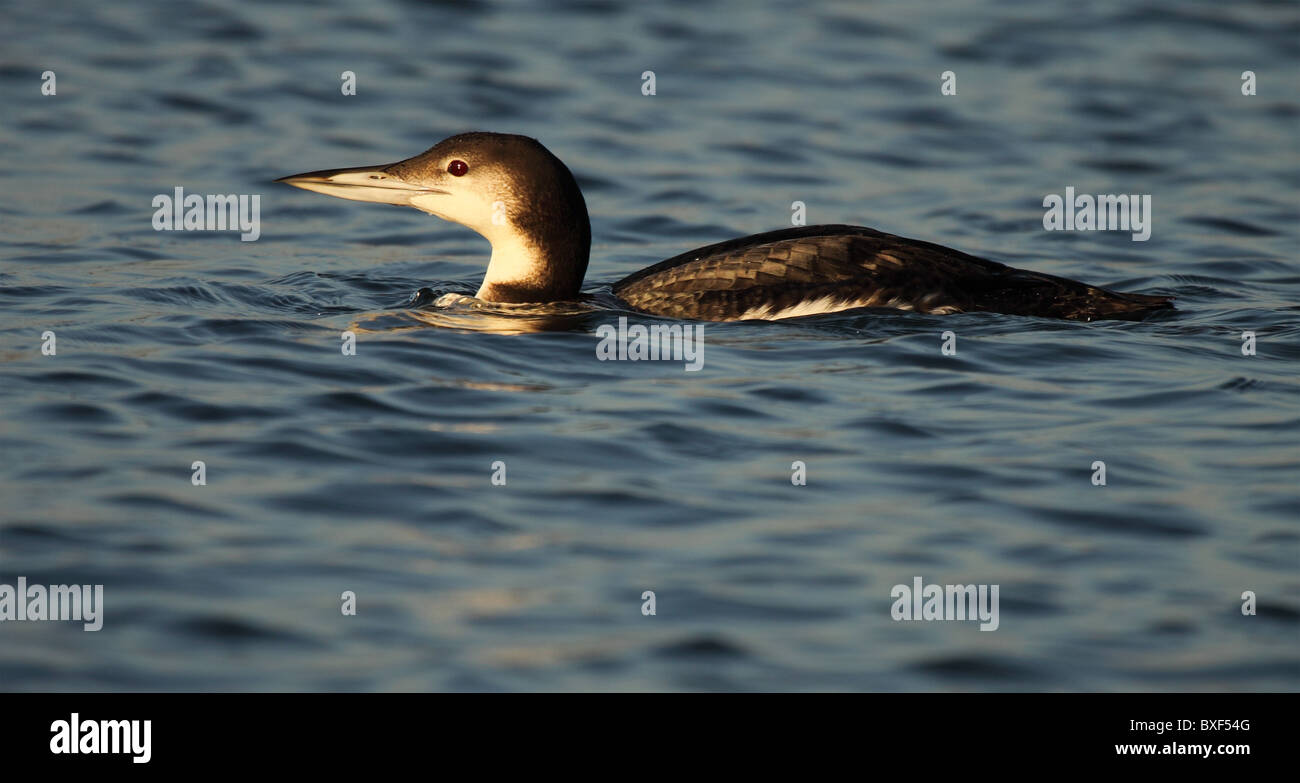 Pacific loon hi-res stock photography and images - Alamy