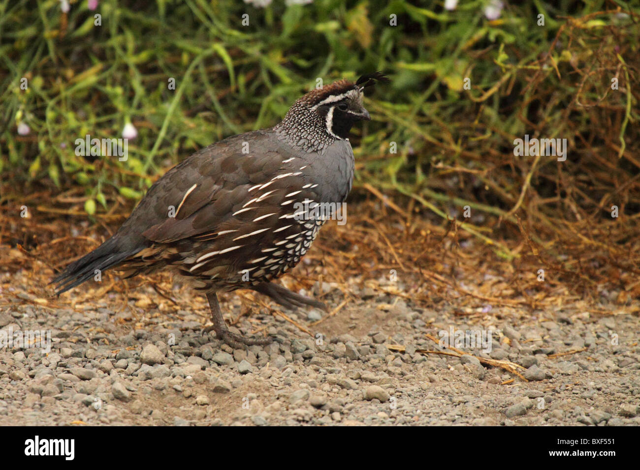 A California Quail trotting along Stock Photo - Alamy