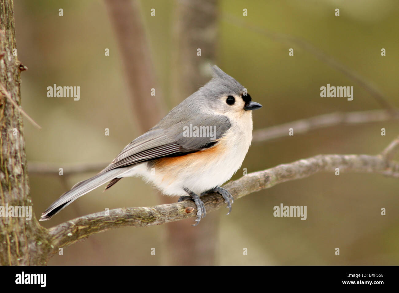 Funny tufted titmouse hi-res stock photography and images - Alamy