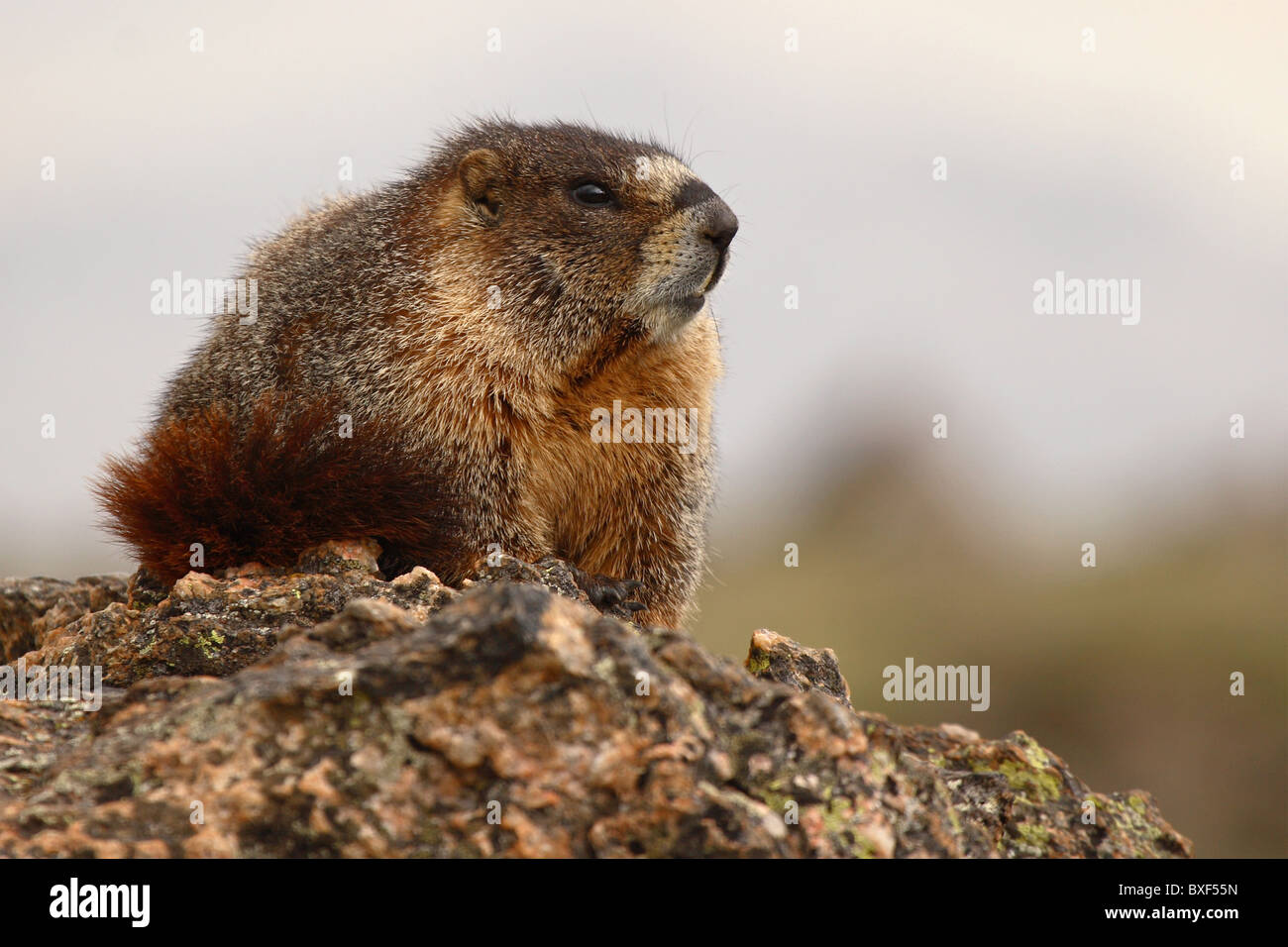 Teeth yellow bellied marmot hi-res stock photography and images - Alamy