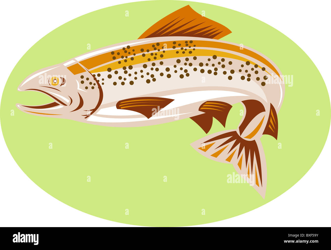 Illustration of brown trout side view inside green ellipse on white ...