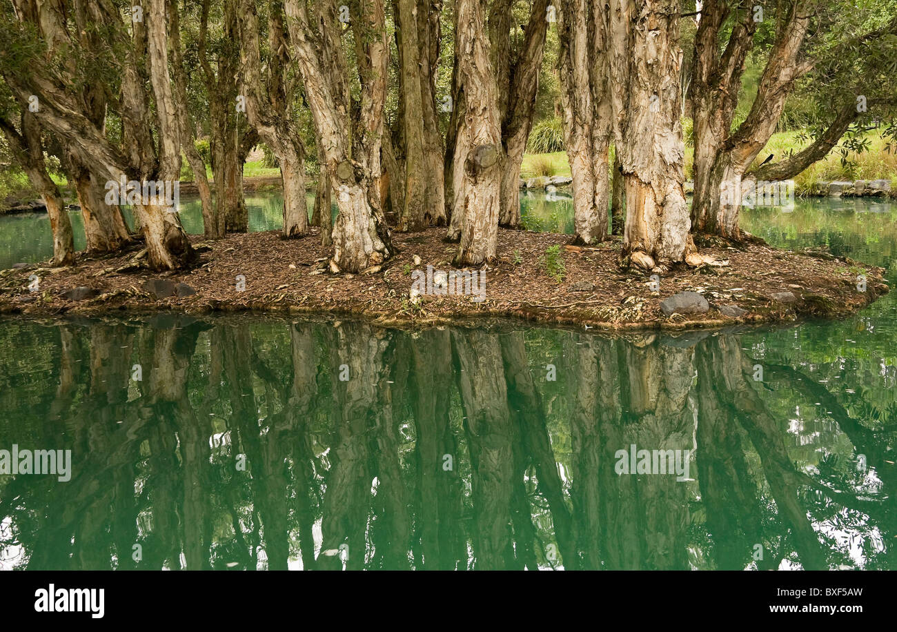 Trunks of a cluster trees reflected on water Stock Photo - Alamy