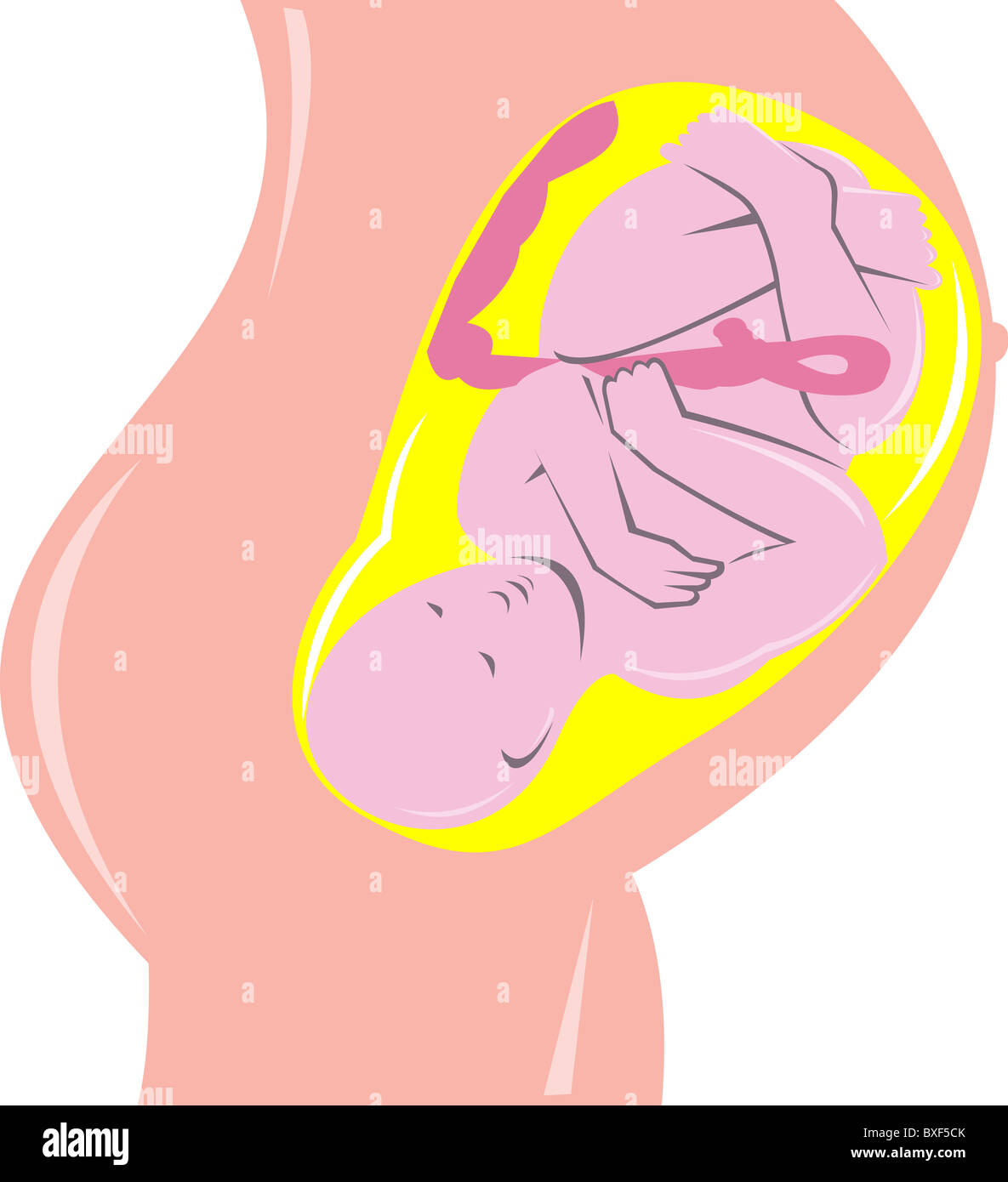 Illustration of fetus inside the womb of female isolated on white ...