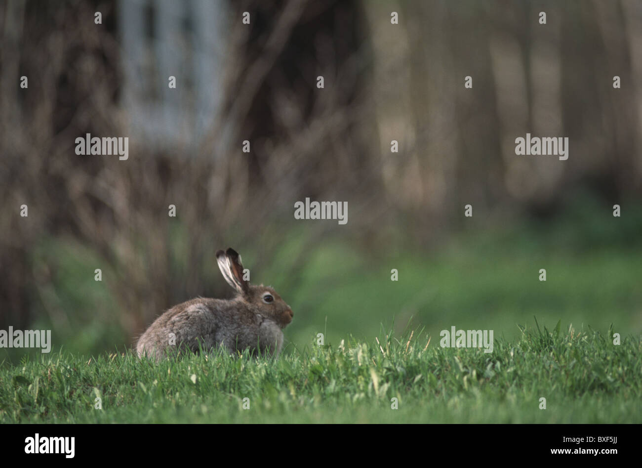Hare in green grass, nature, wildlife Stock Photo - Alamy