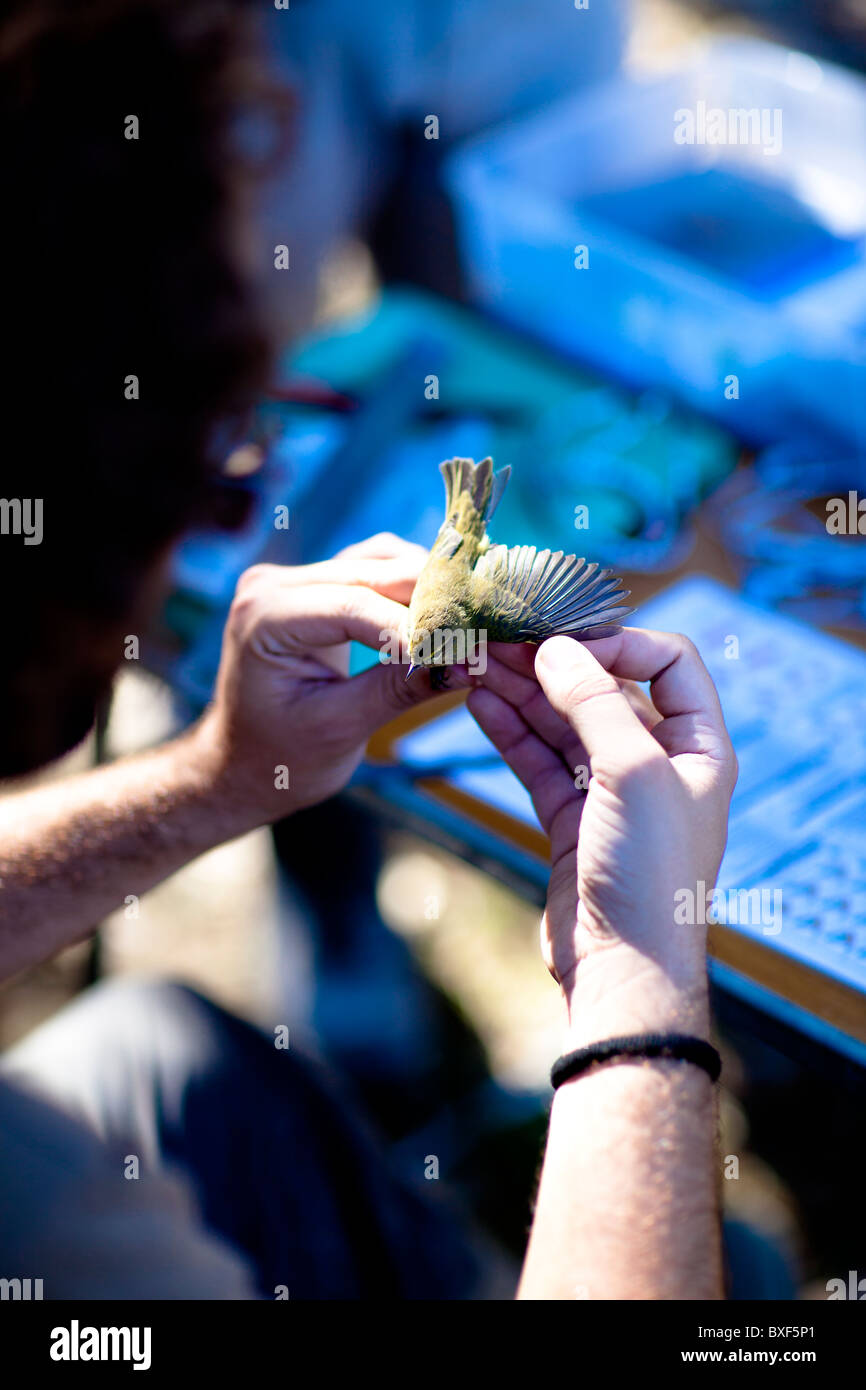 Bird ringing hi-res stock photography and images - Alamy