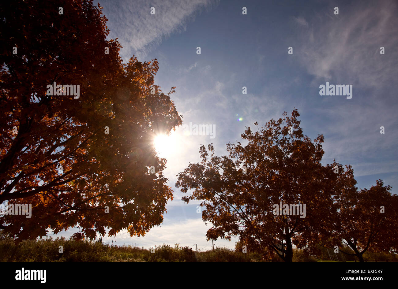 Autumn Trees and Sun Wisconsin Stock Photo - Alamy