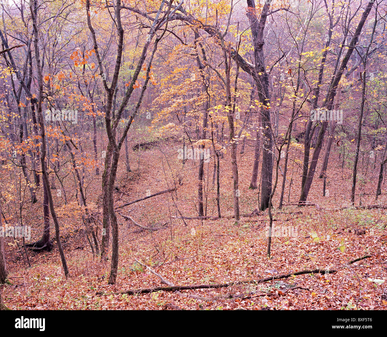 Rock bridge state park missouri hi-res stock photography and images - Alamy