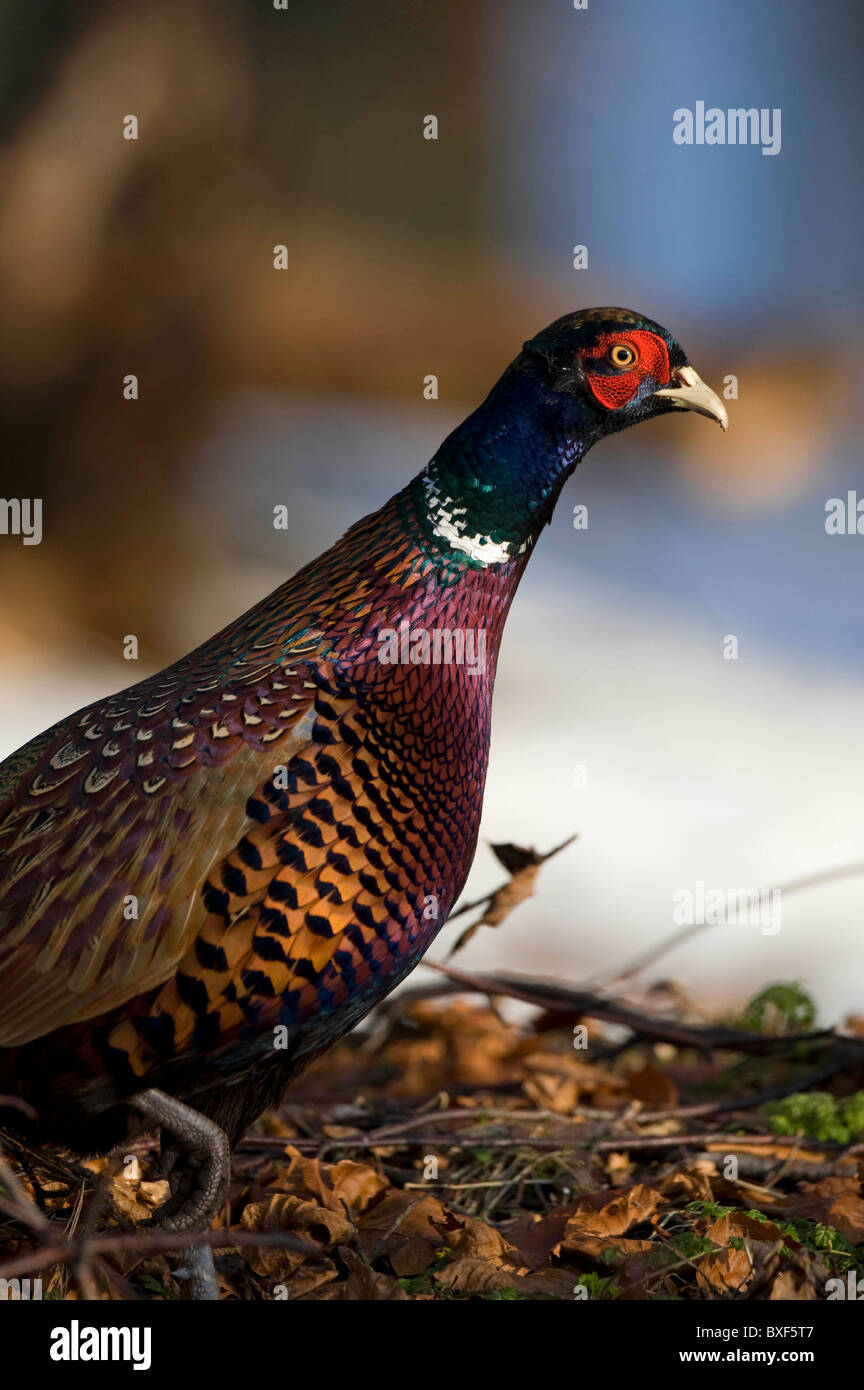 Pheasant snow hi-res stock photography and images - Alamy