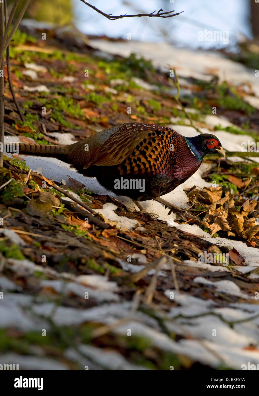 Common Pheasant (Phasianus colchicus) in snow Stock Photo - Alamy