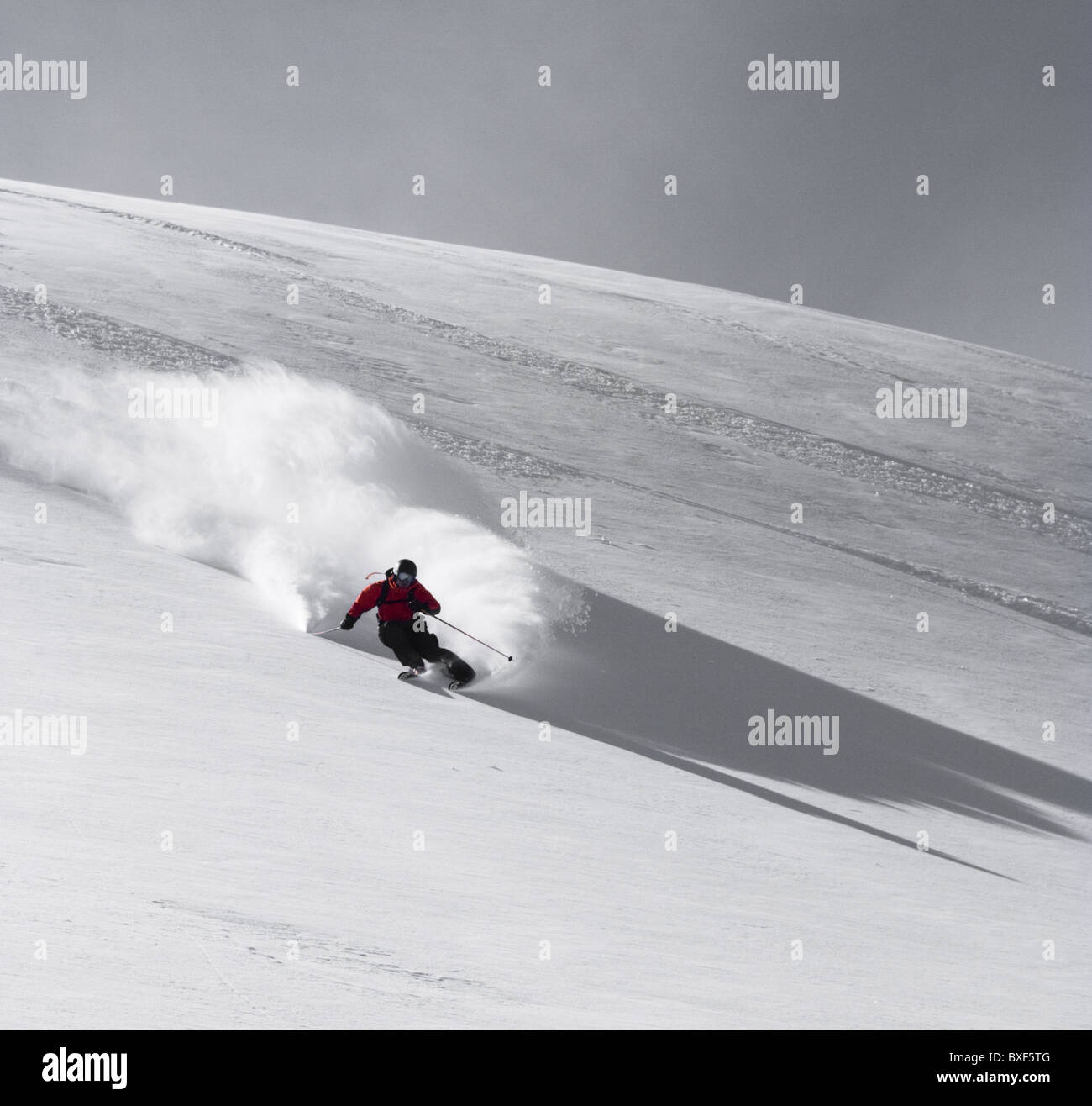 A free skier, skiing towards the camera, making fast turns on powder ...