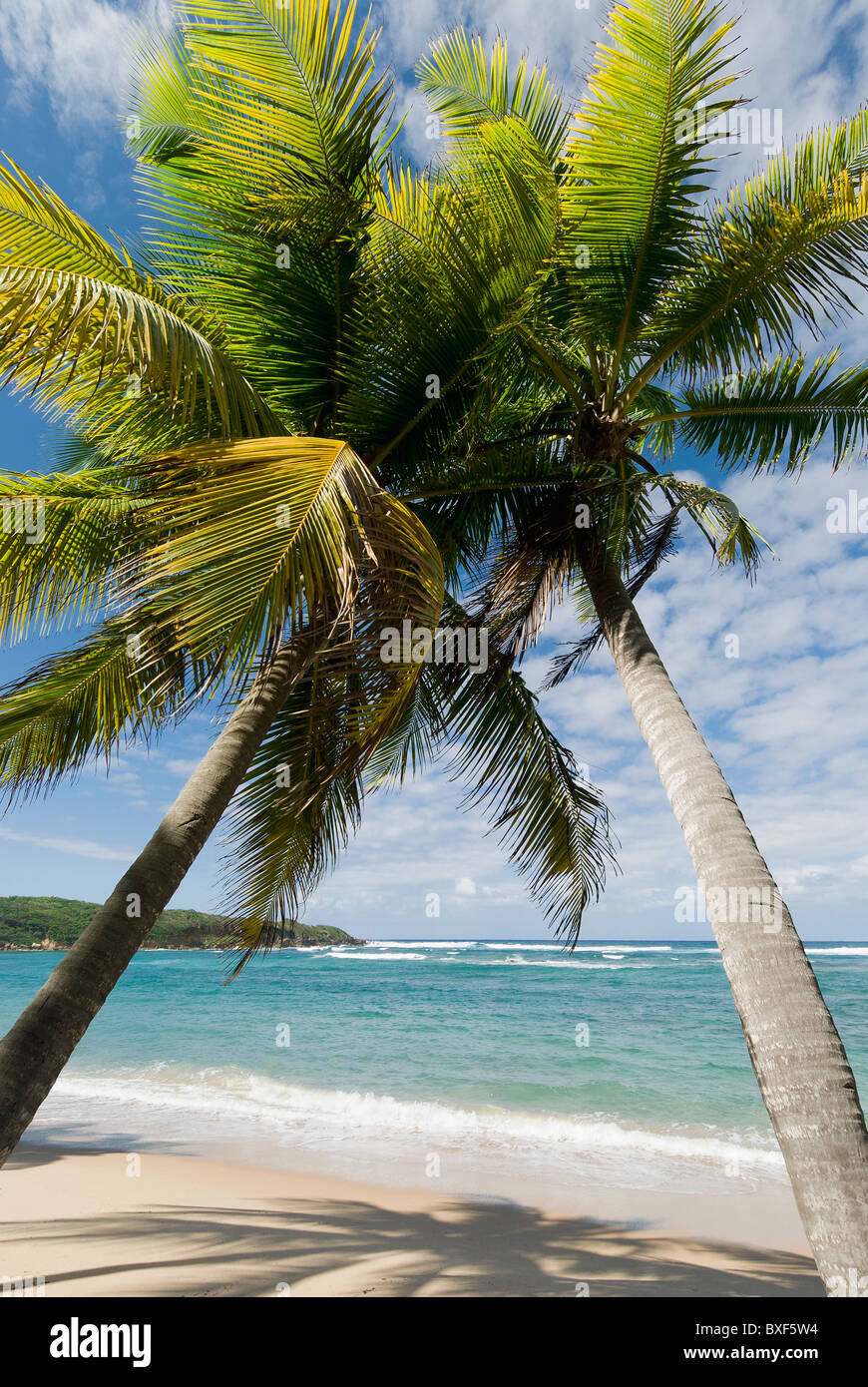 Caribbean and palm trees hi-res stock photography and images - Alamy