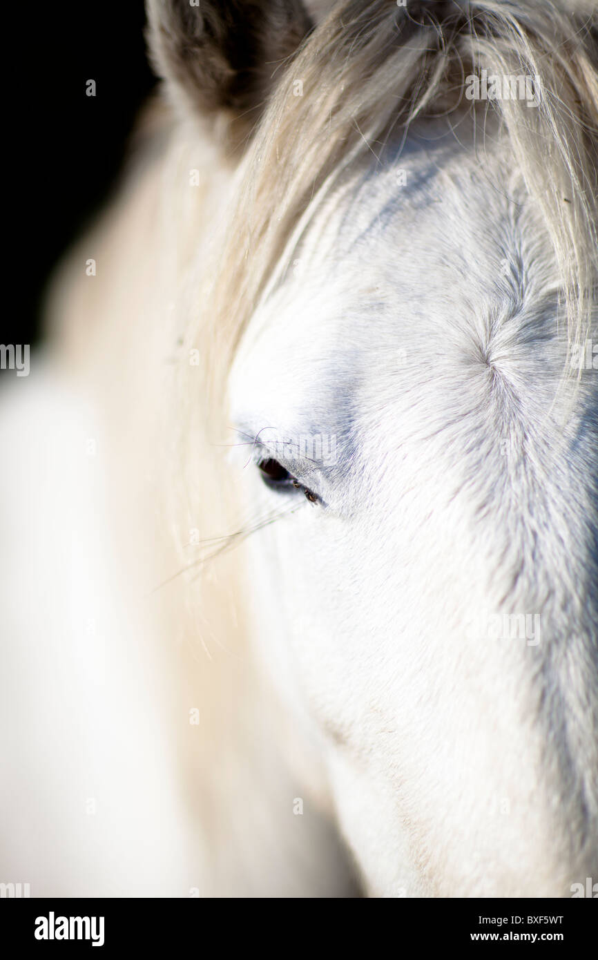 Sebes reserve Flix Ebro Catalonia Spain Stock Photo - Alamy