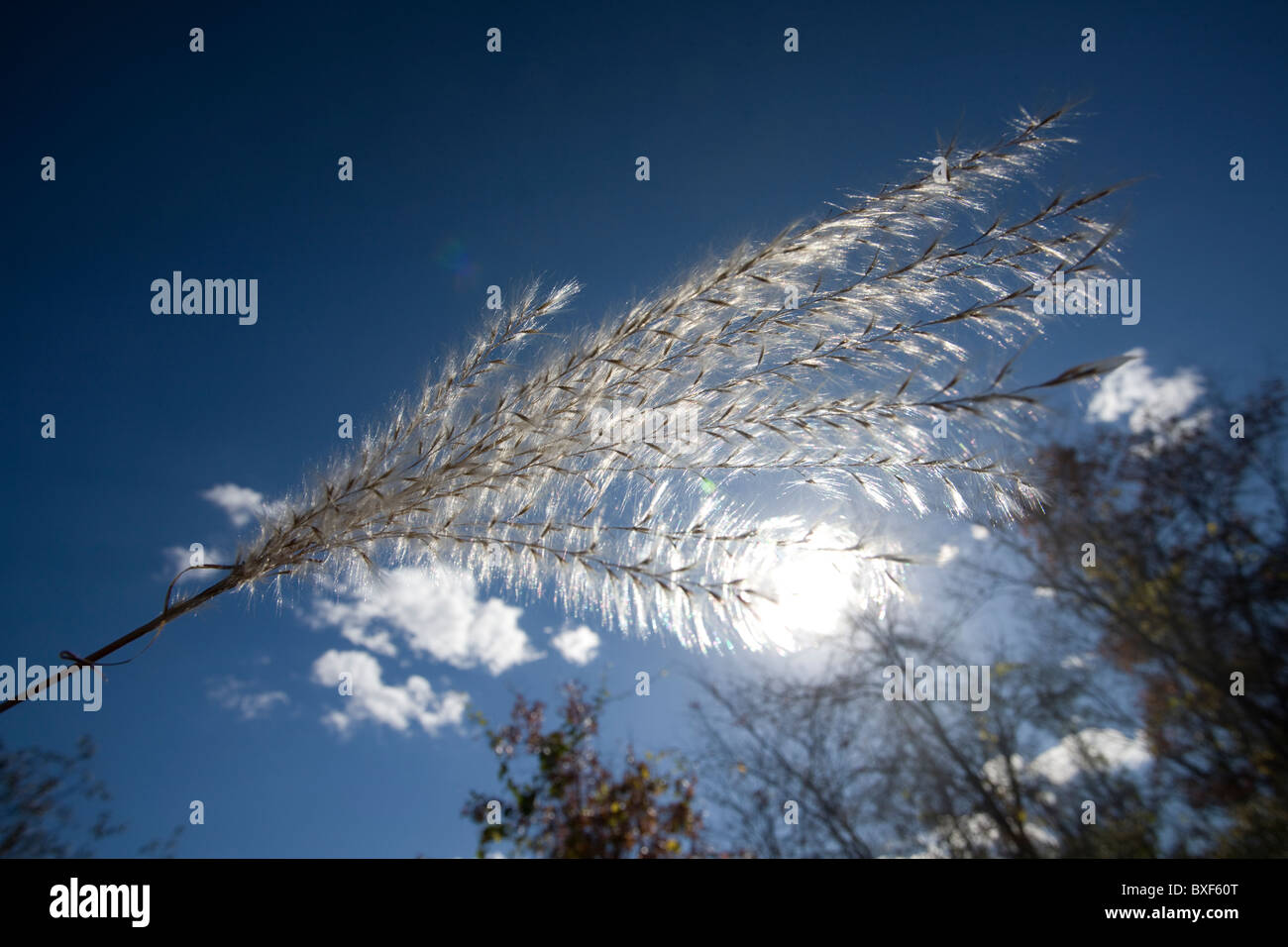 Road side weed hi-res stock photography and images - Alamy