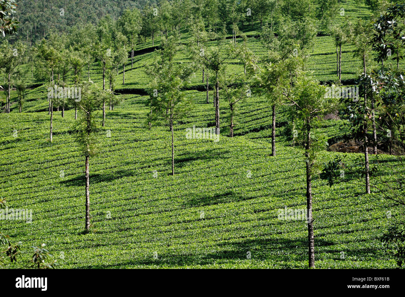 Tea plantation in India on a bright sunny day Stock Photo - Alamy