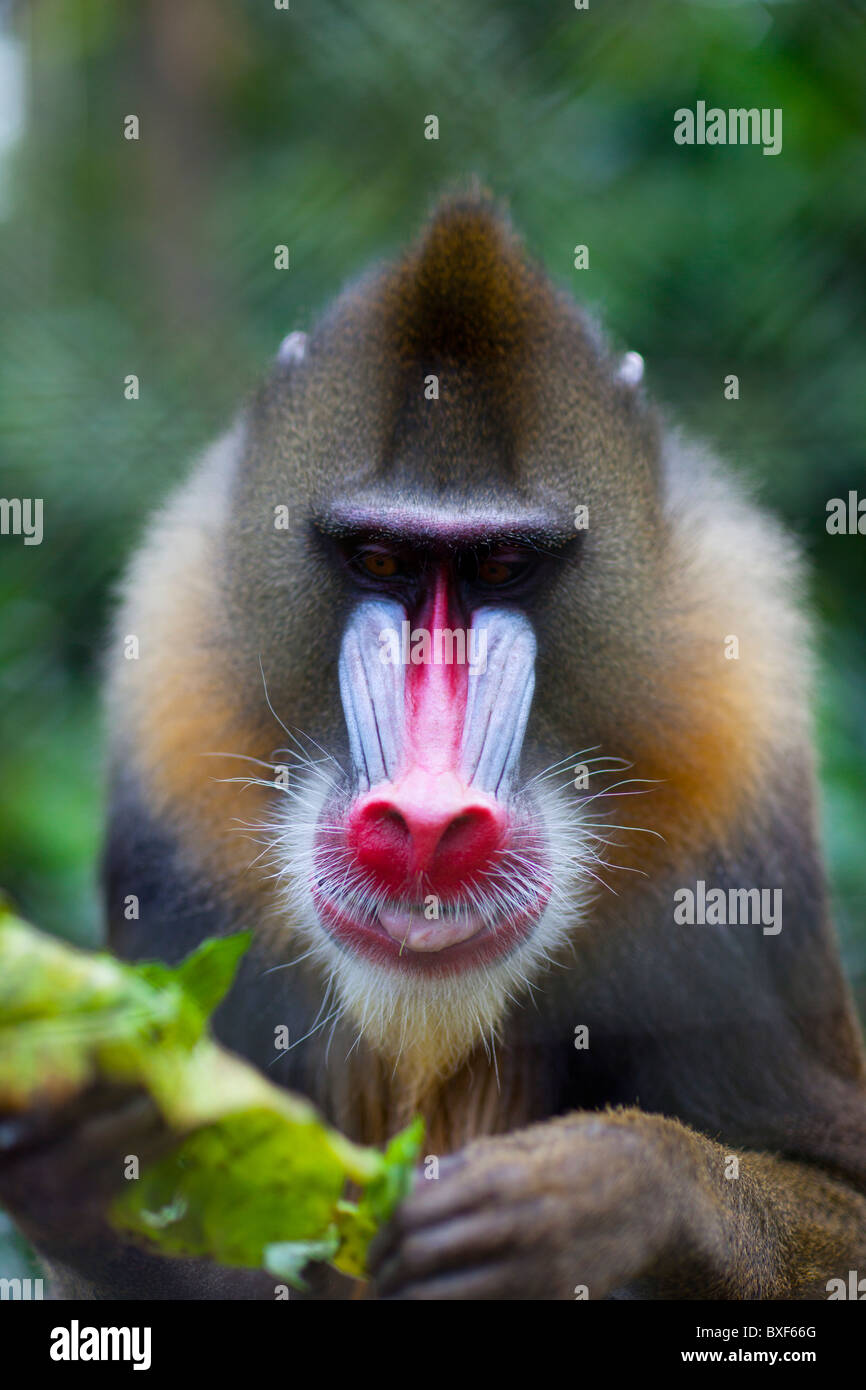 Mandrill hi-res stock photography and images - Alamy